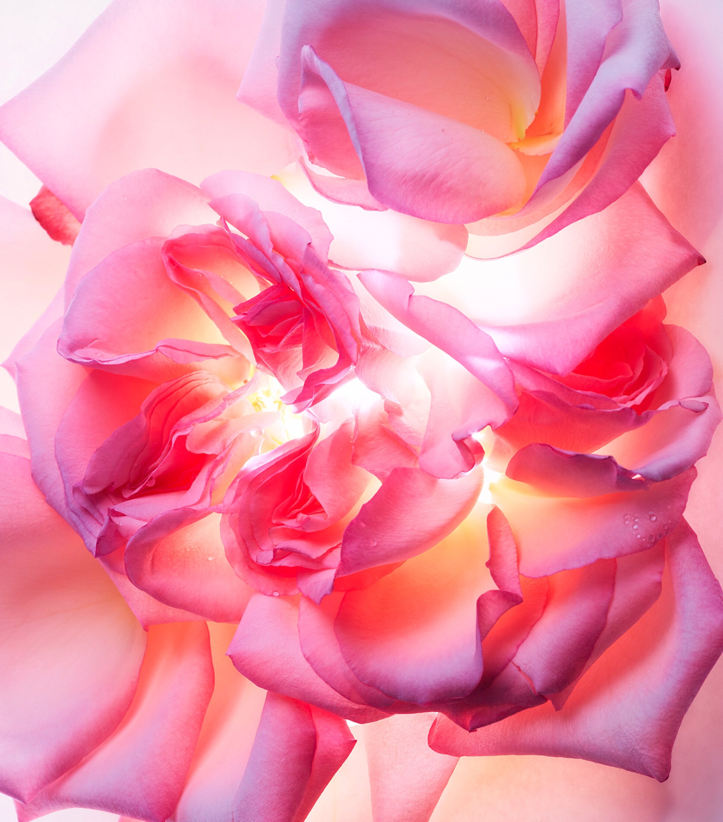 Bvlgari Allegra Magnifying Rose Eau de Parfum (40ml) | Harrods UK