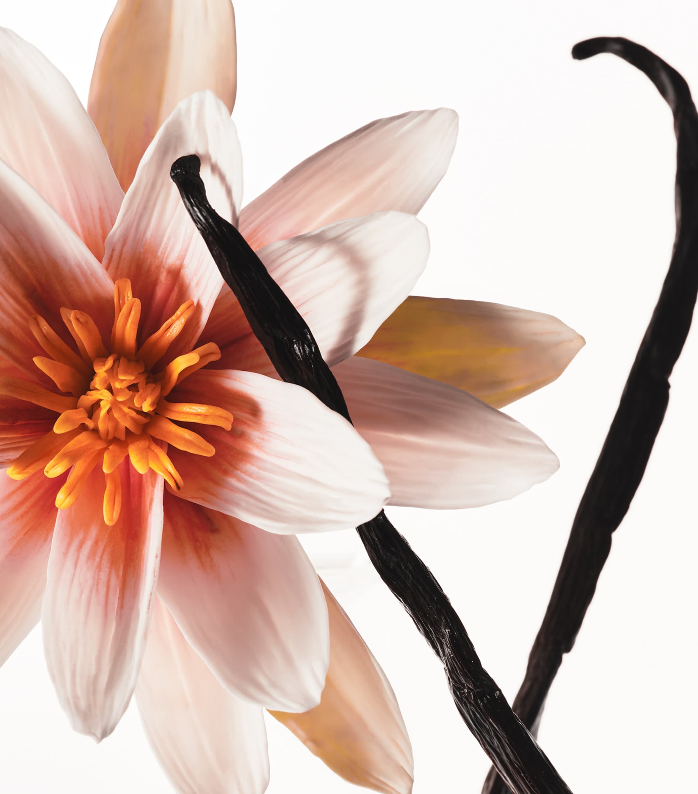 Kylie Cosmetics Vanilla Dew Hair & Body Mist (236ml) | Harrods NZ