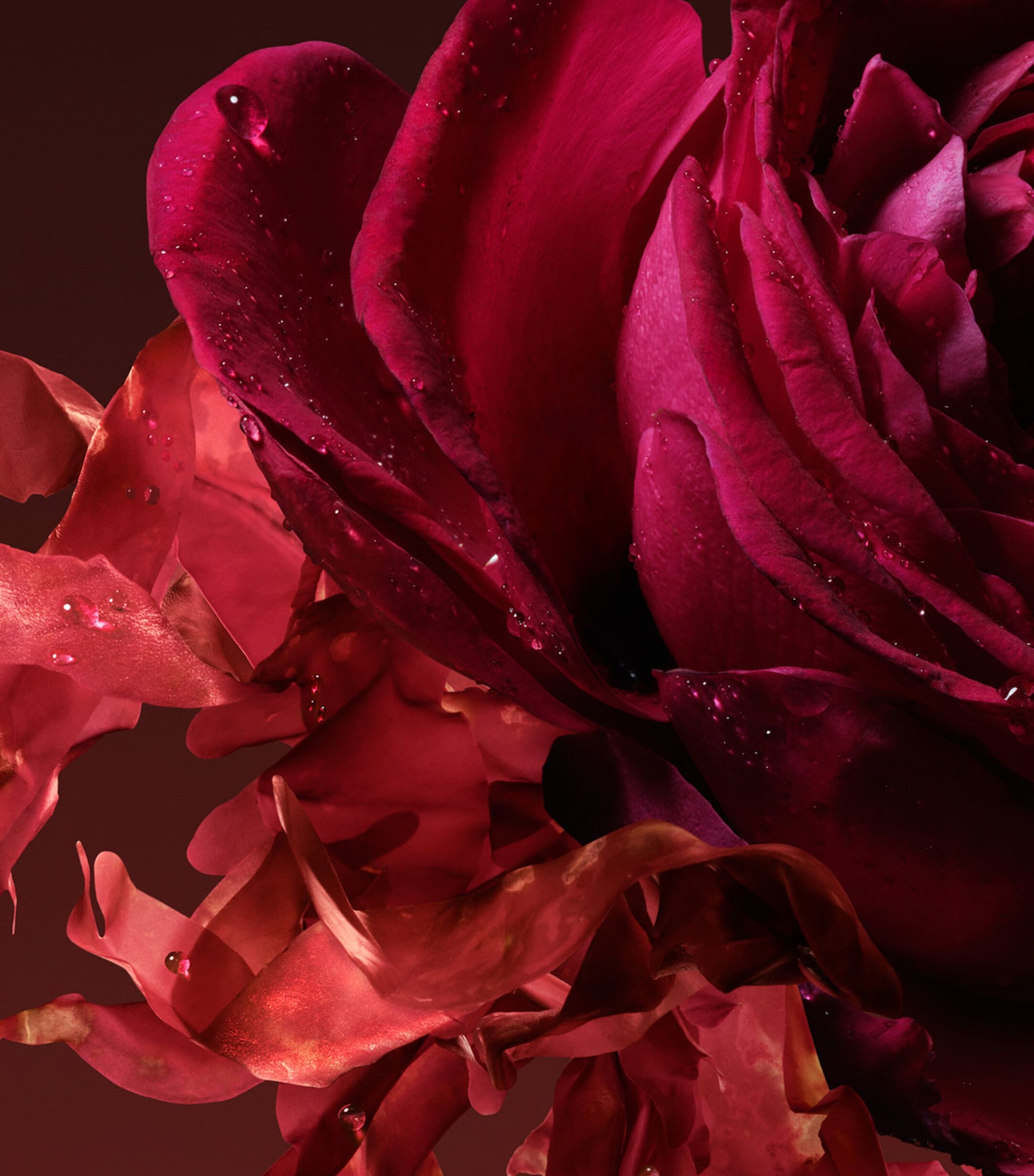 Gucci The Alchemist's Garden Rosa Incandescente Eau de Parfum 50ml Eau ...