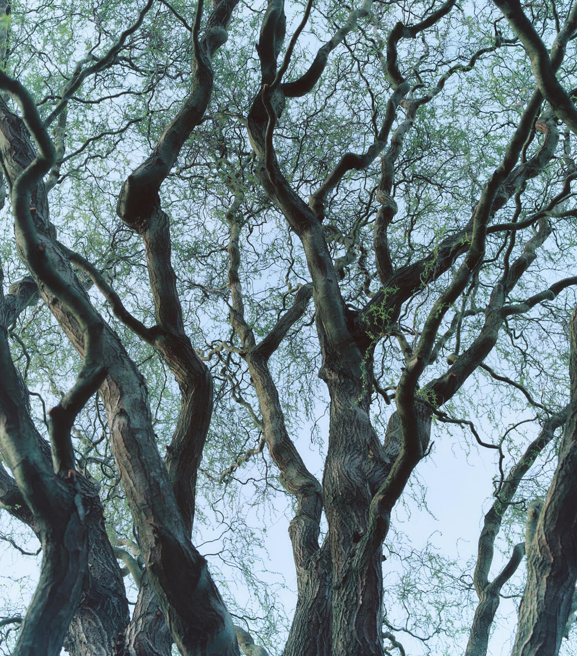 Byredo Tree House Room Spray (250ml) | Harrods UK