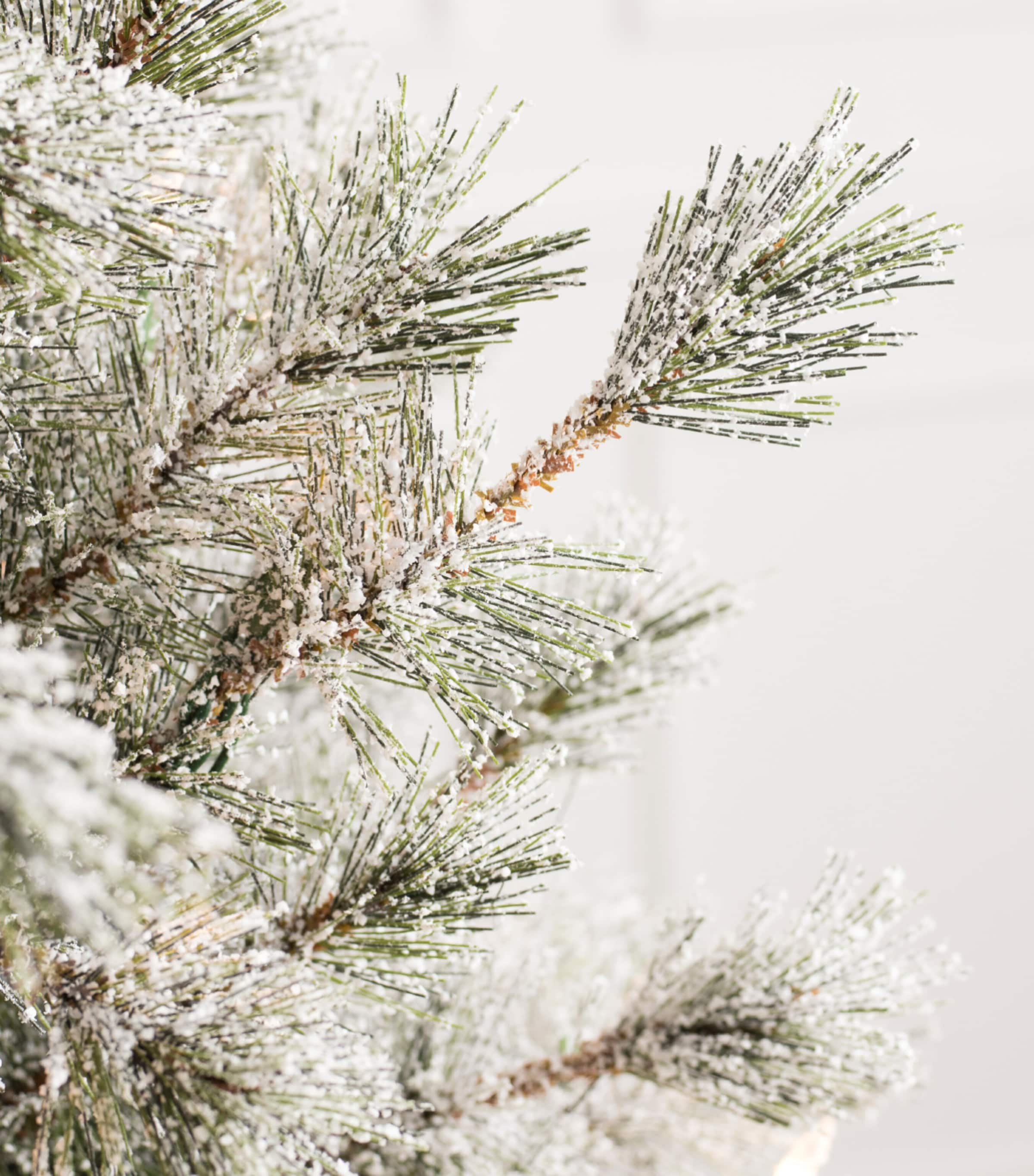 BALSAM HILL Frosted Sugar Pine Tree (6ft) | Harrods NL