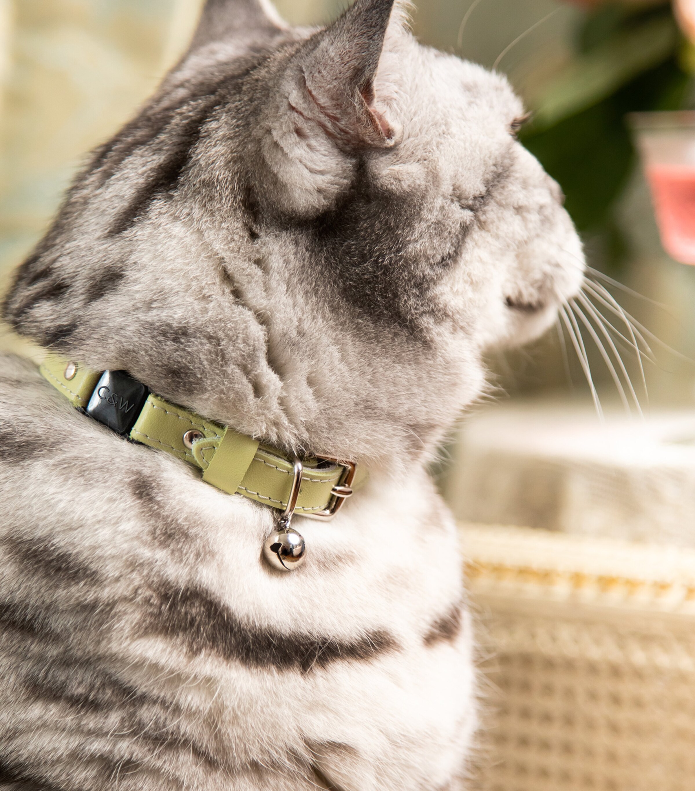 Cheshire & Wain Small Rococo Cat Collar With Bow | Harrods US