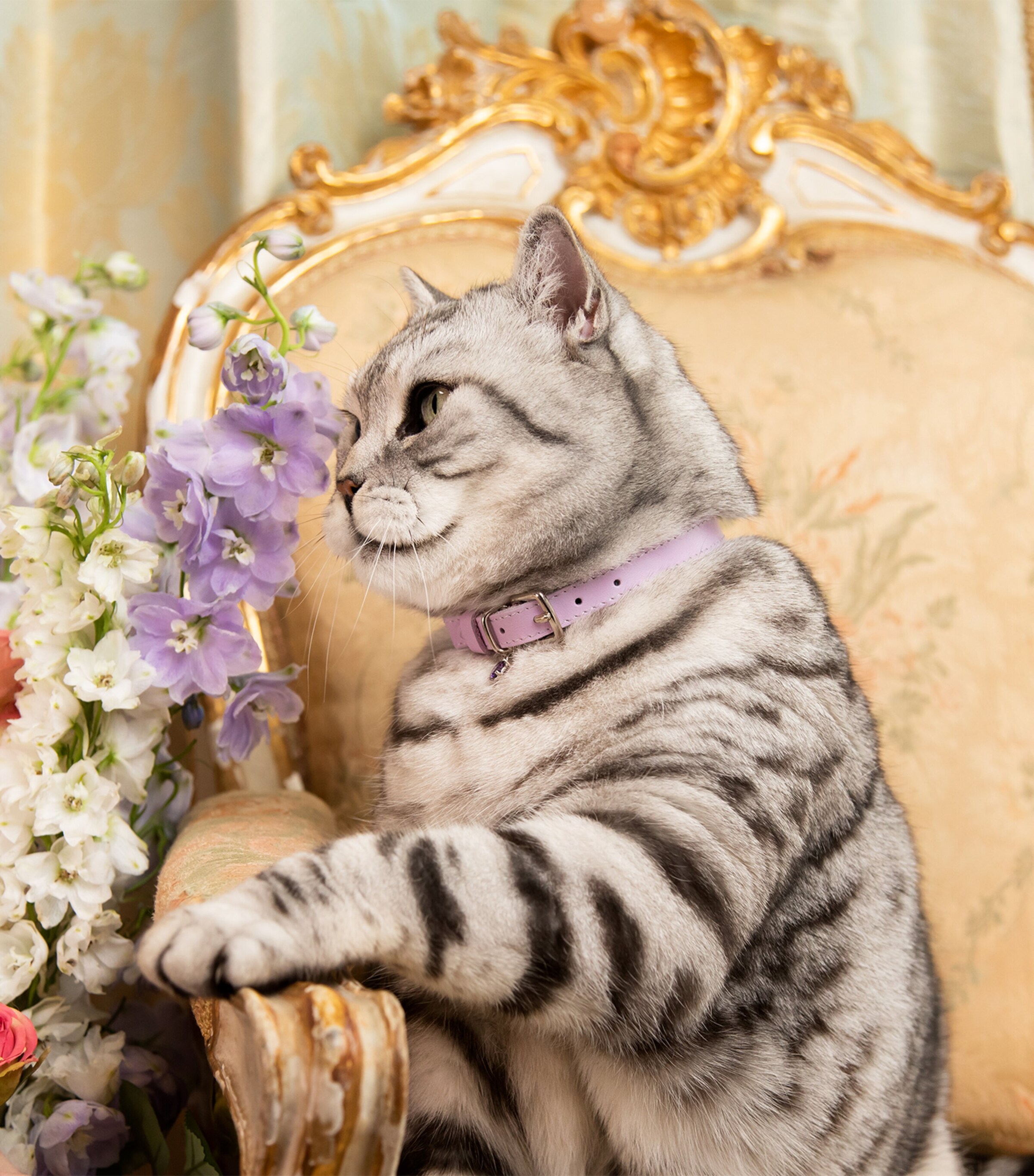 Cheshire & Wain Purple Small Rococo Cat Collar With Bow | Harrods UK