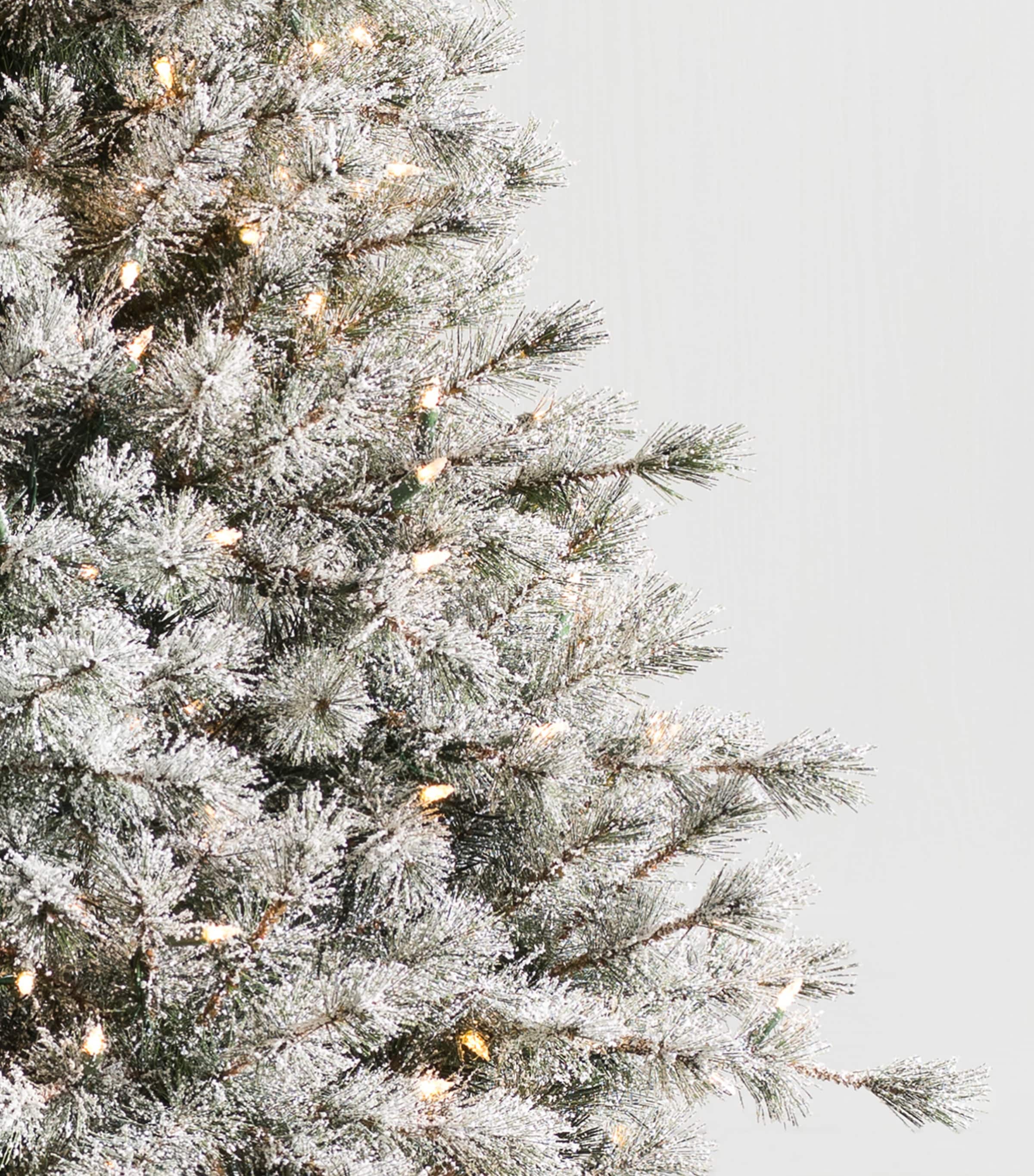 BALSAM HILL Frosted Sugar Pine Tree (6ft) | Harrods NL