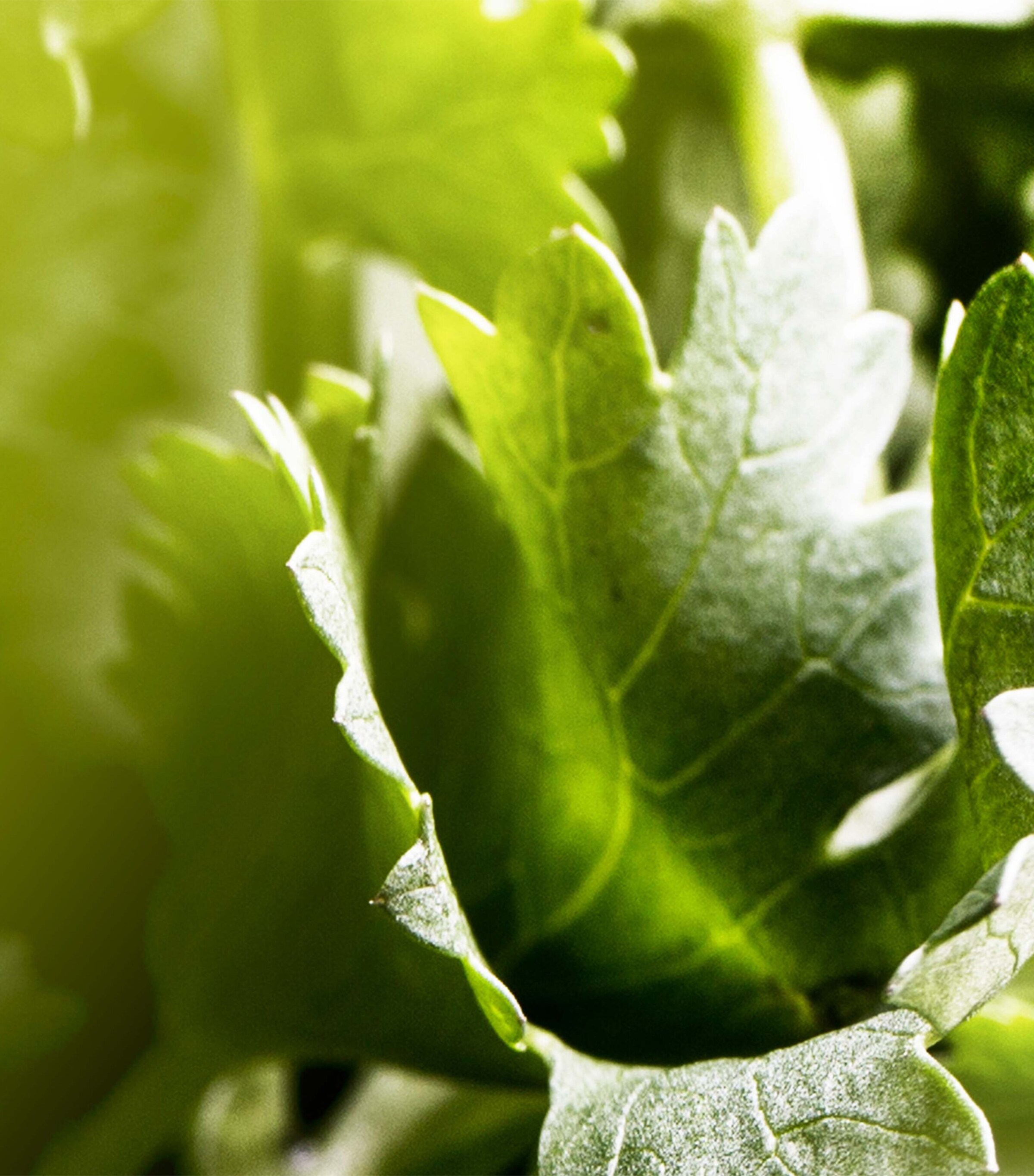 Bvlgari Man Wood Essence Eau de Parfum (60ml) | Harrods SG